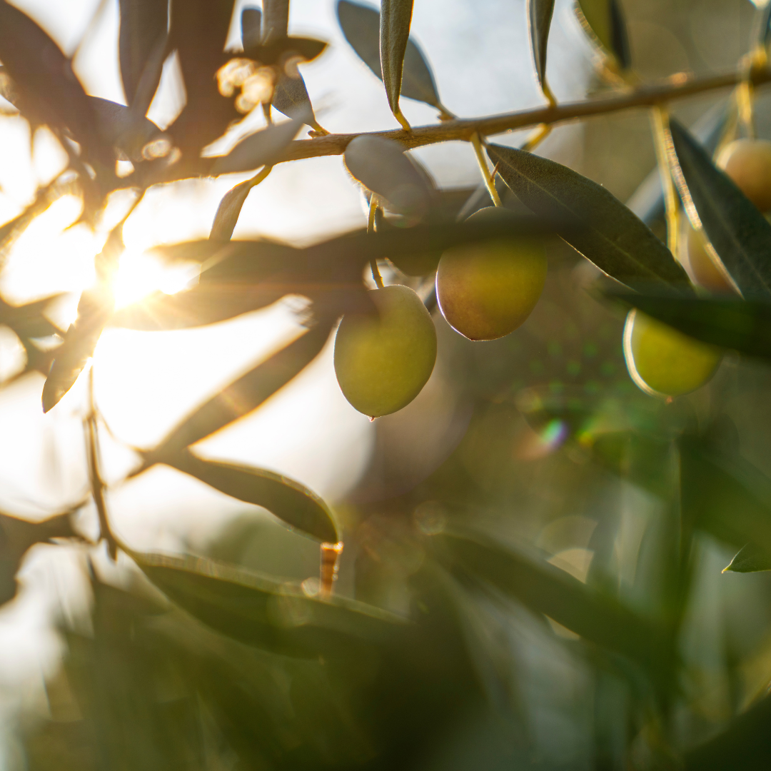 Ingredient Highlight: Cetearyl Olivate – Hark & Zander