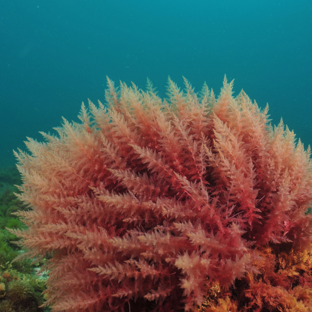 The Rising Tide of Seaweed Night Creams: Why They’re Making Waves in S ...
